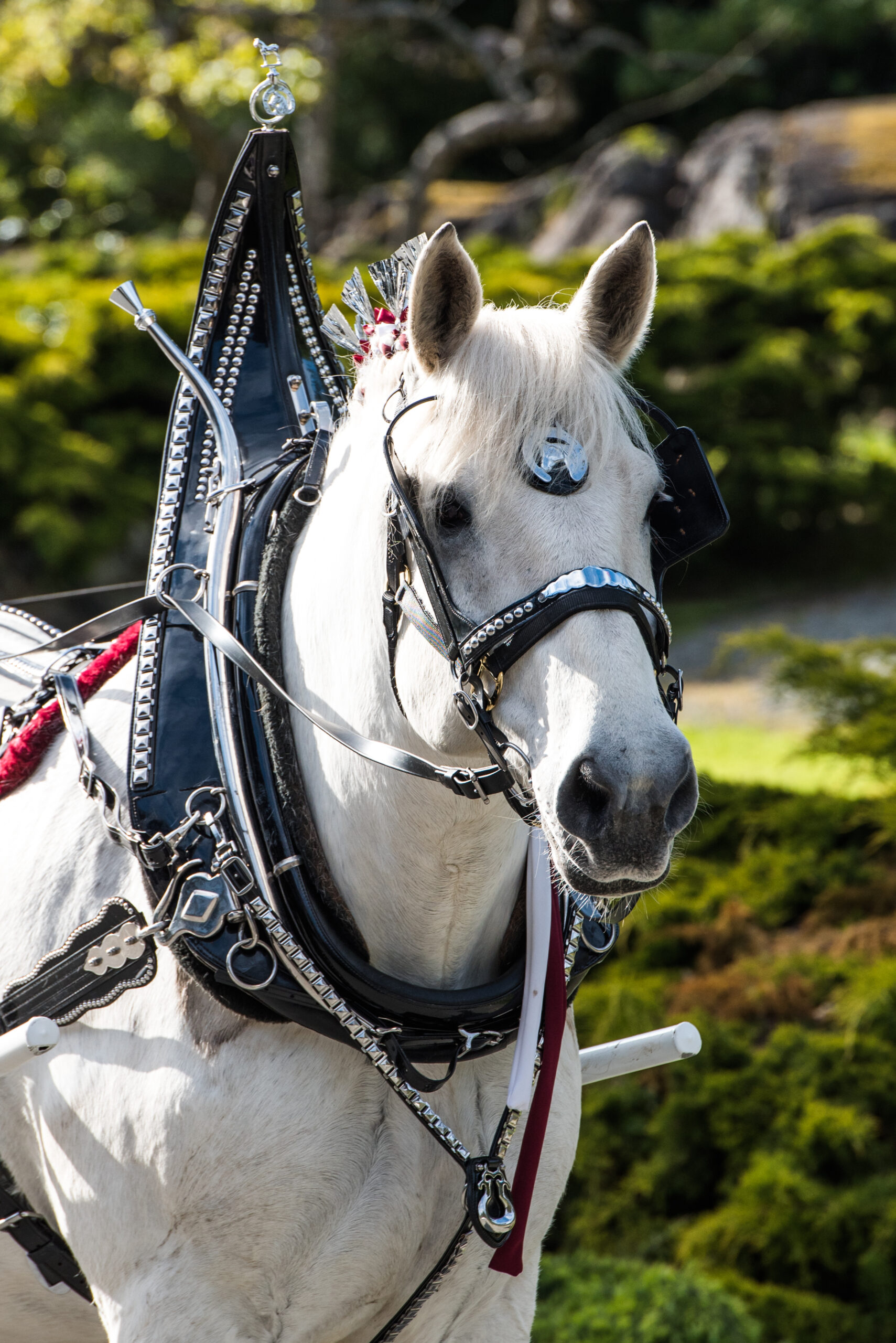 Tally-Ho Carriage Tours - BC Tourism Sustainability Network